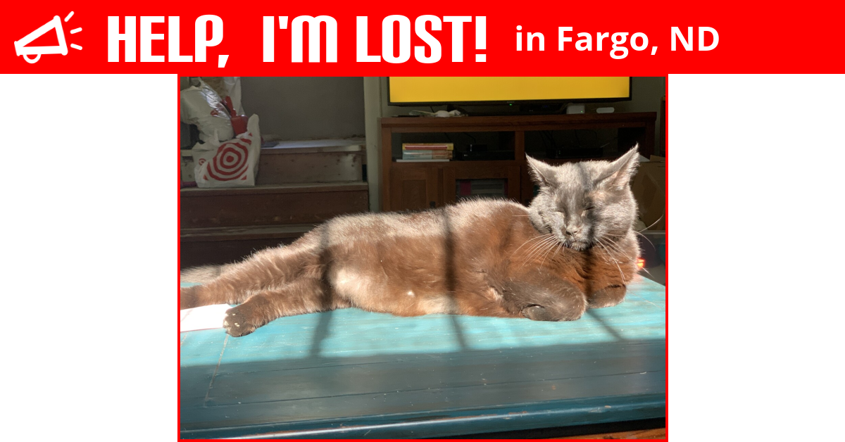 Lost Cat (Fargo, North Dakota) - Marvin