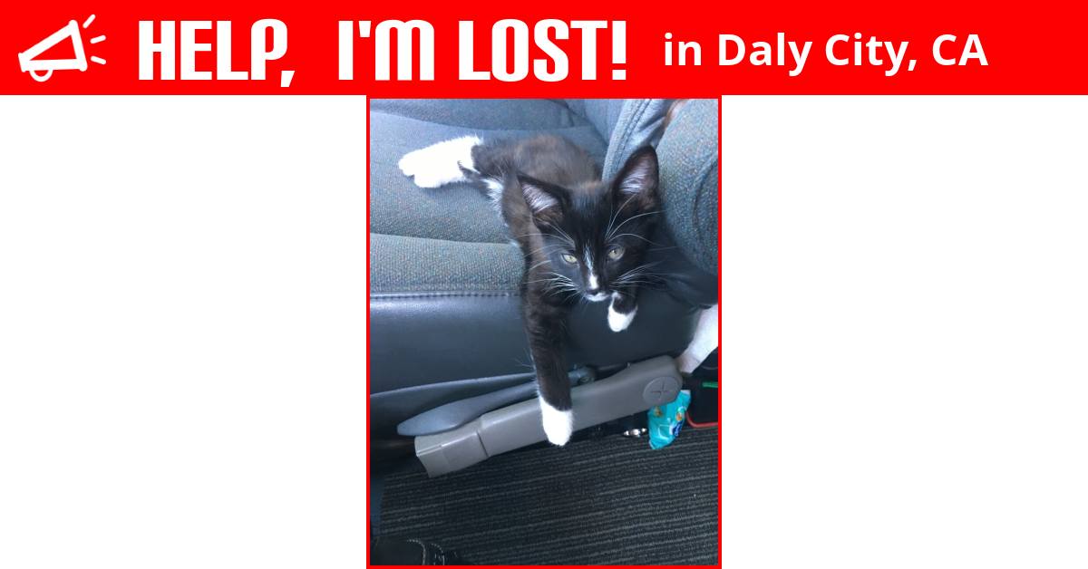 Lost Cat (Daly City, California) - Romeo