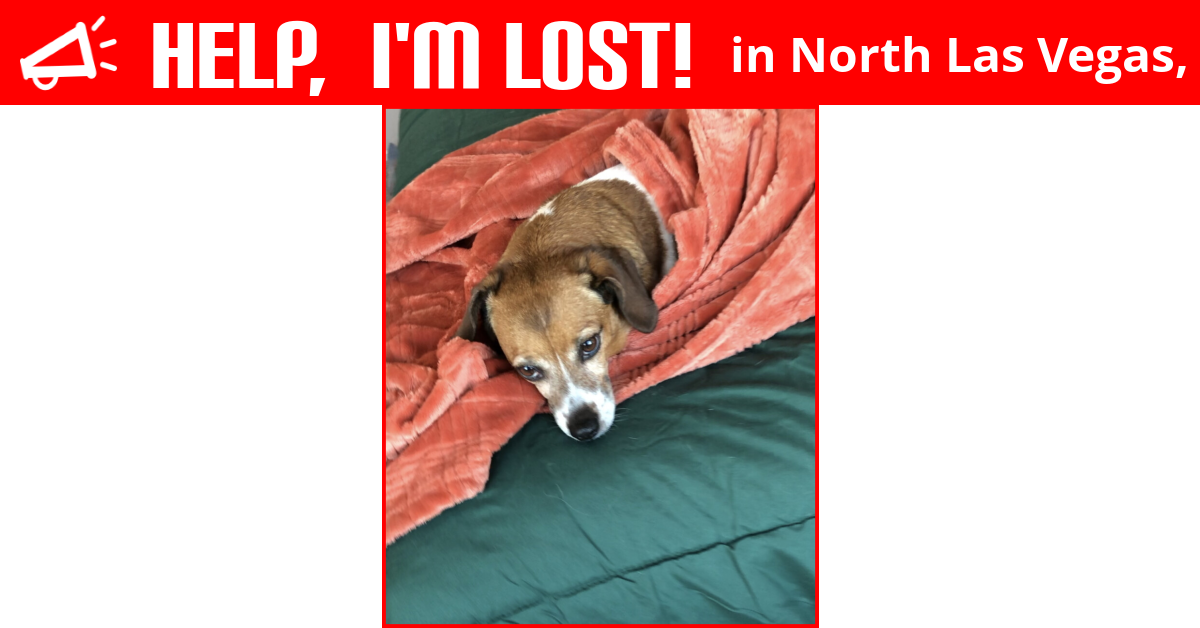 Lost Dog (North Las Vegas, Nevada) - Chloe