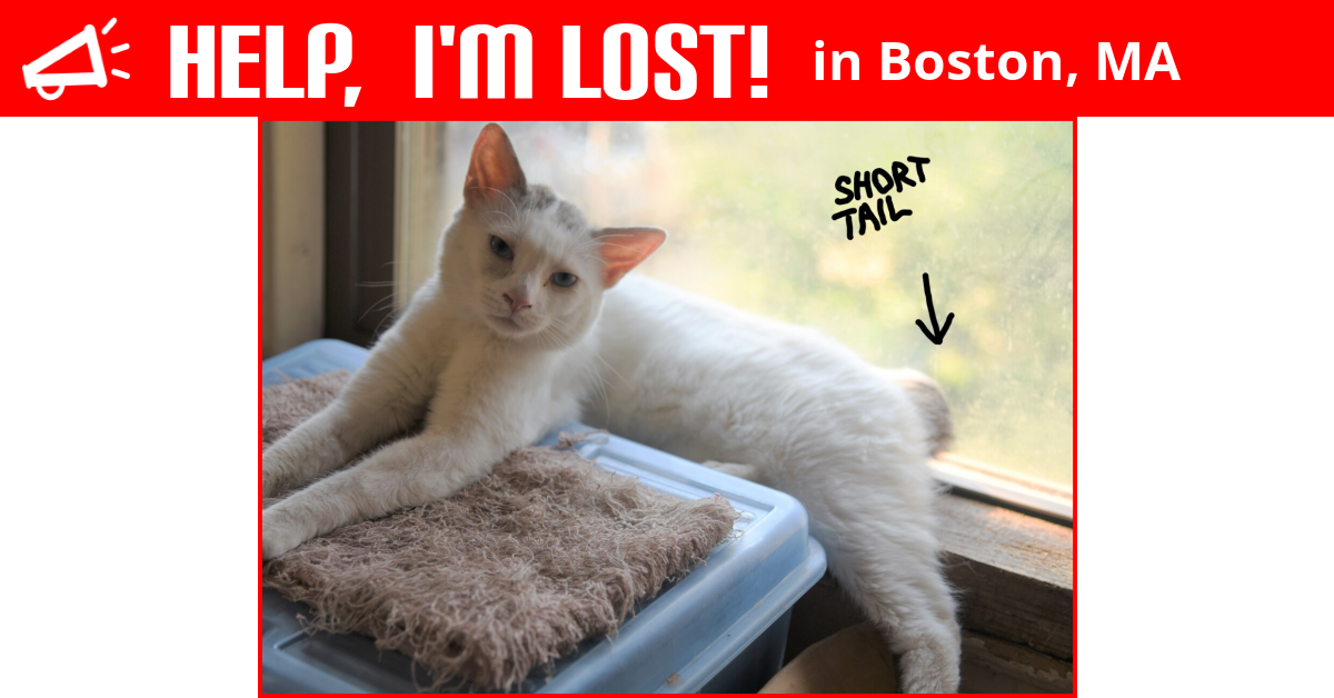 Lost Cat (Boston, Massachusetts) - Oreo