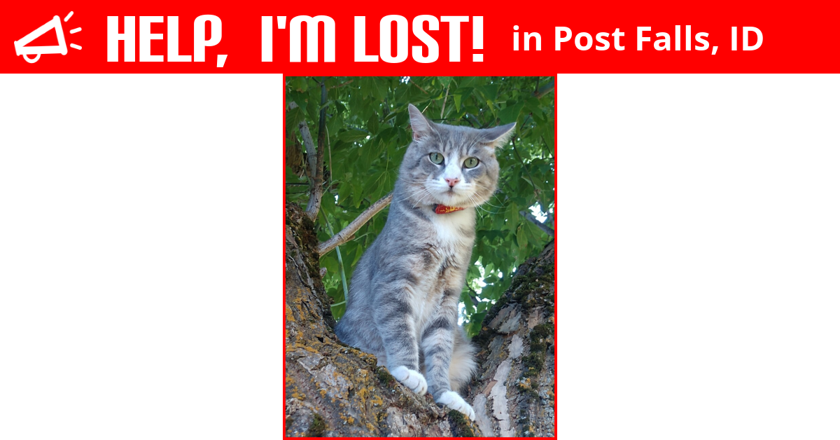 Lost Cat (Post Falls, Idaho) - Kit