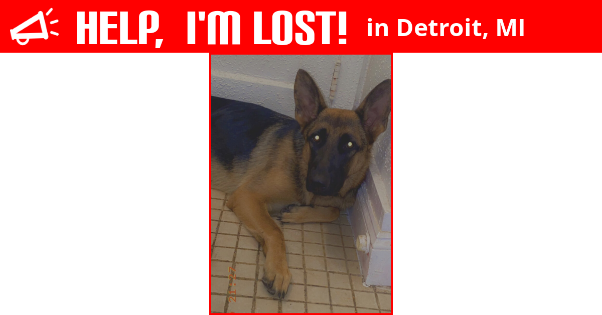 Lost Dog (Detroit, Michigan) - Honey