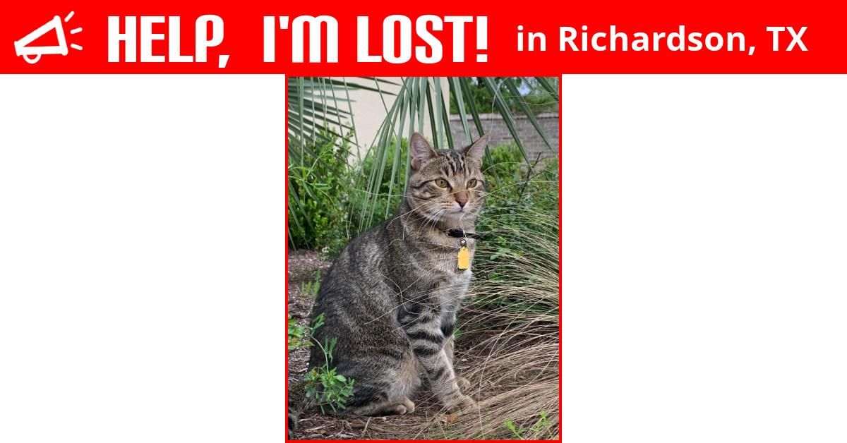 Lost Cat (Richardson, Texas) - Simba