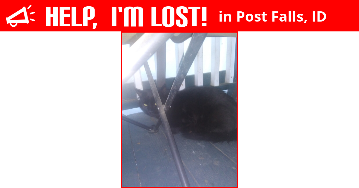 Lost Cat (Post Falls, Idaho) - Kitty Kitty