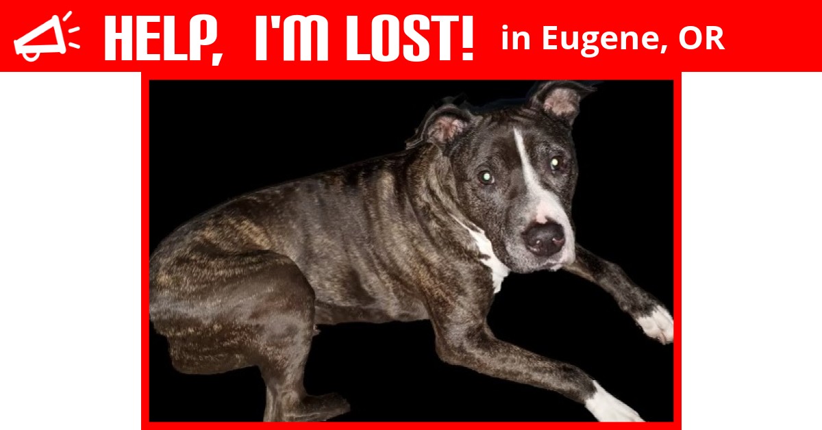 Lost Dog (Eugene, Oregon) - Baxter