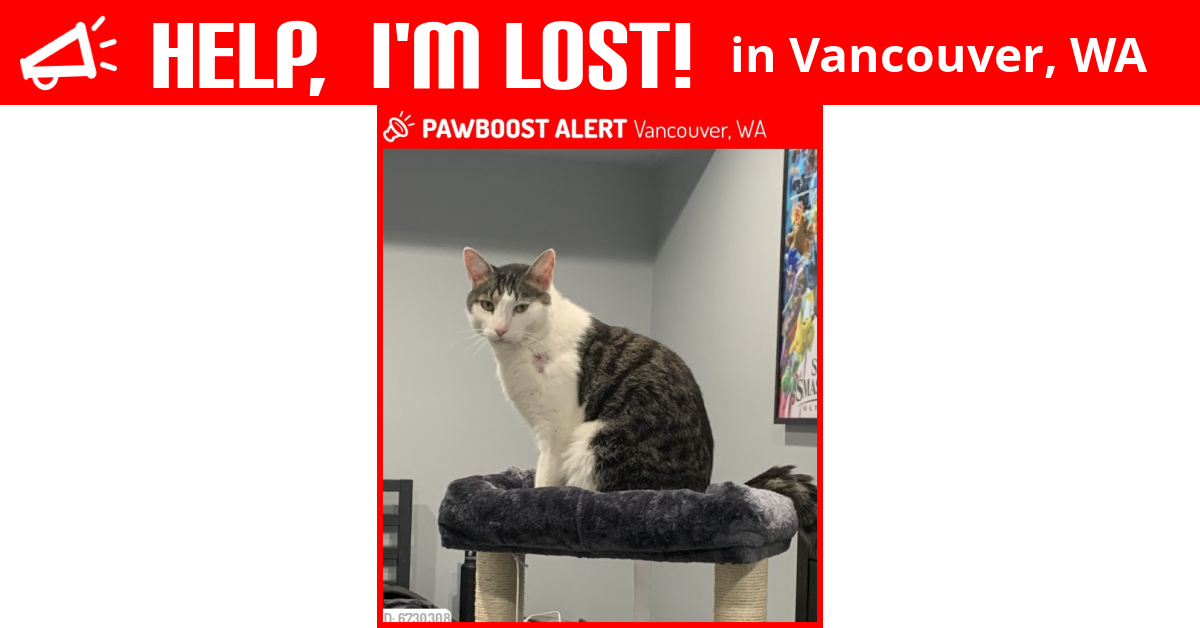 Lost Cat (Vancouver, Washington) - Oreo