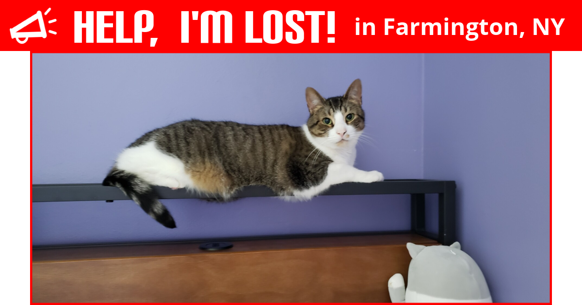 Lost Cat (Farmington, New York) - Steve French
