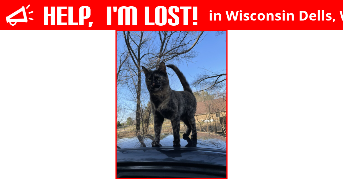 Lost Cat (Wisconsin Dells, Wisconsin) - Mabel