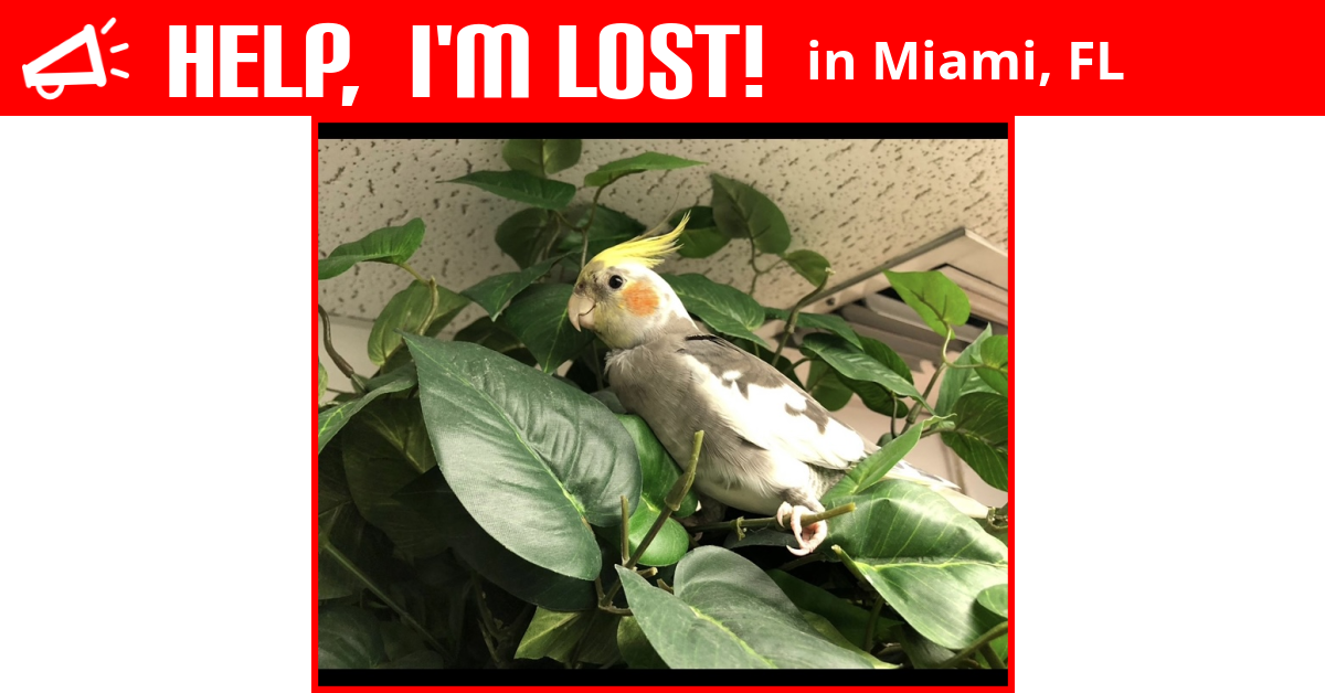 Lost Bird (Miami, Florida) - Pipo