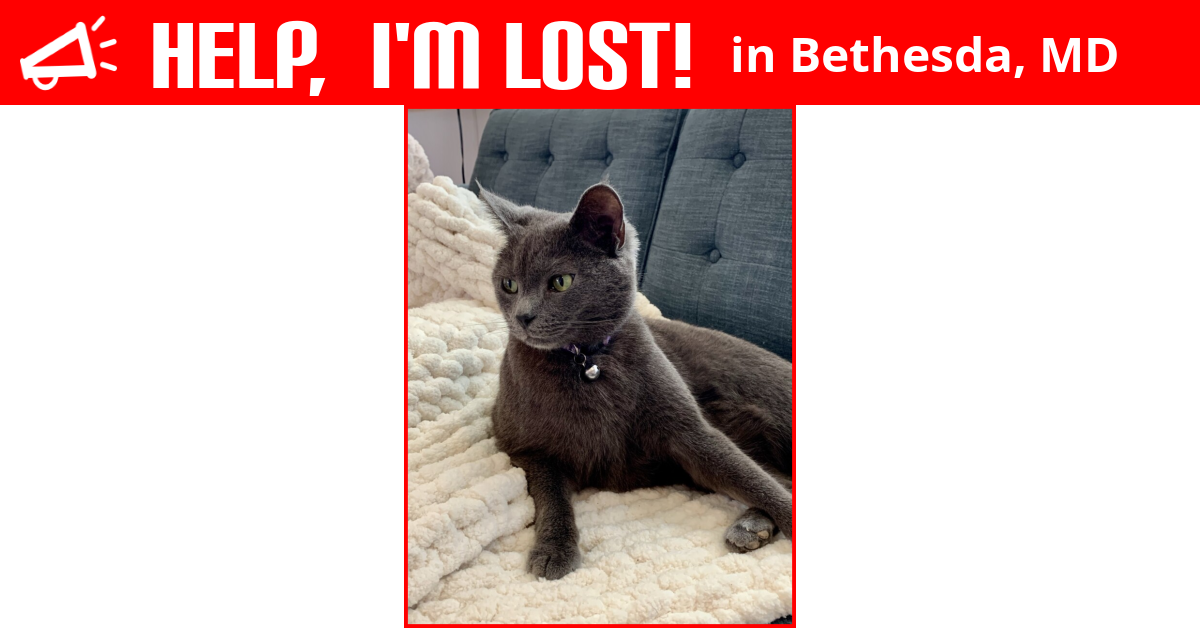 Lost Cat (Bethesda, Maryland) - Twix