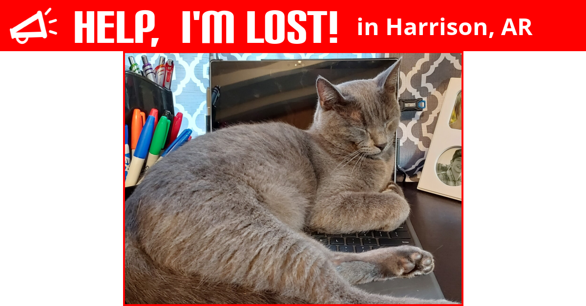 Lost Cat (Harrison, Arkansas) - Mochi Momo