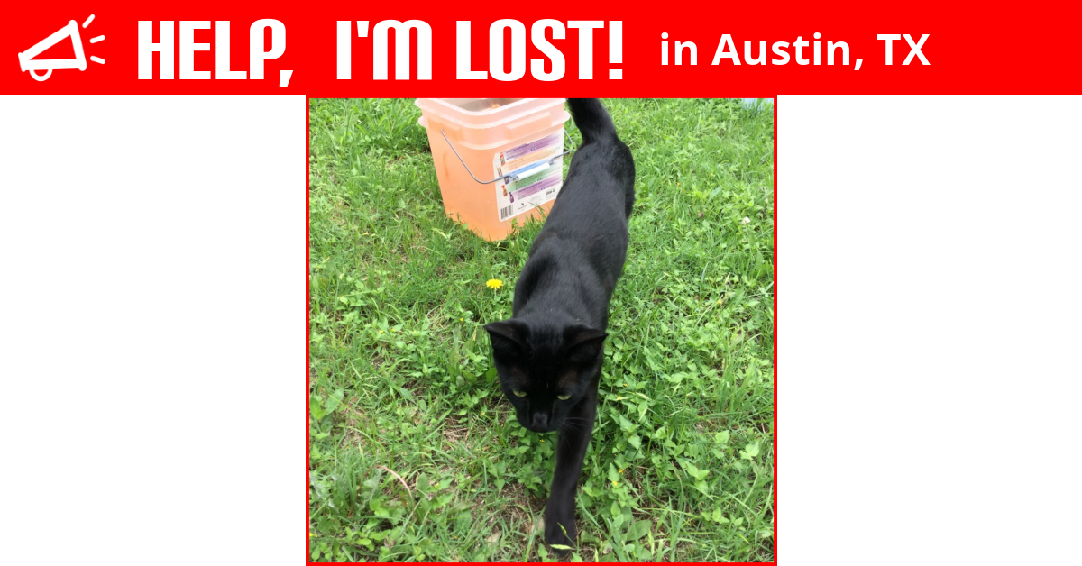 Lost Cat (Austin, Texas) - Tom