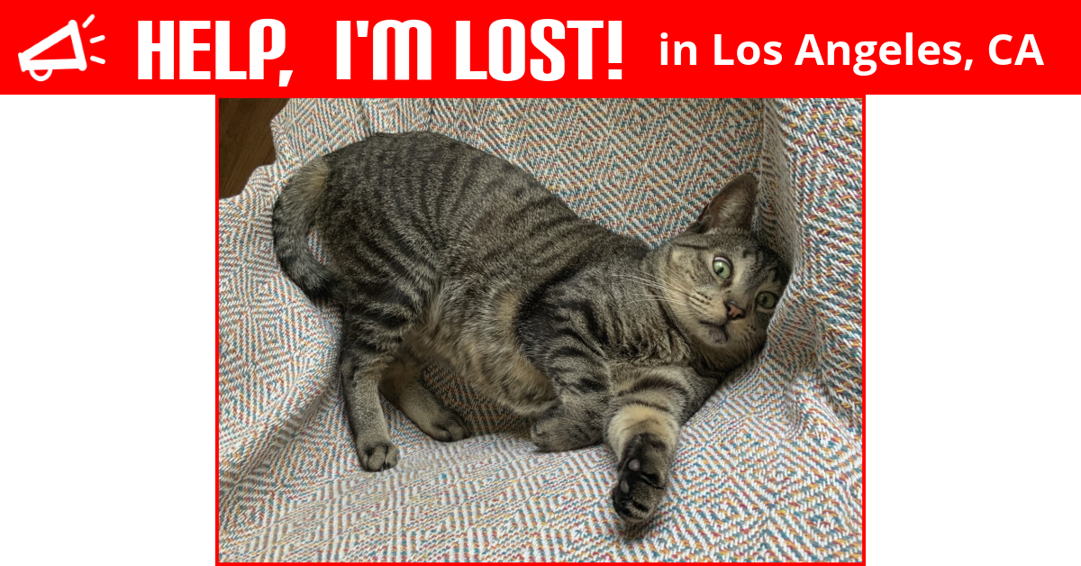 Lost Cat (Los Angeles, California) - Butthead