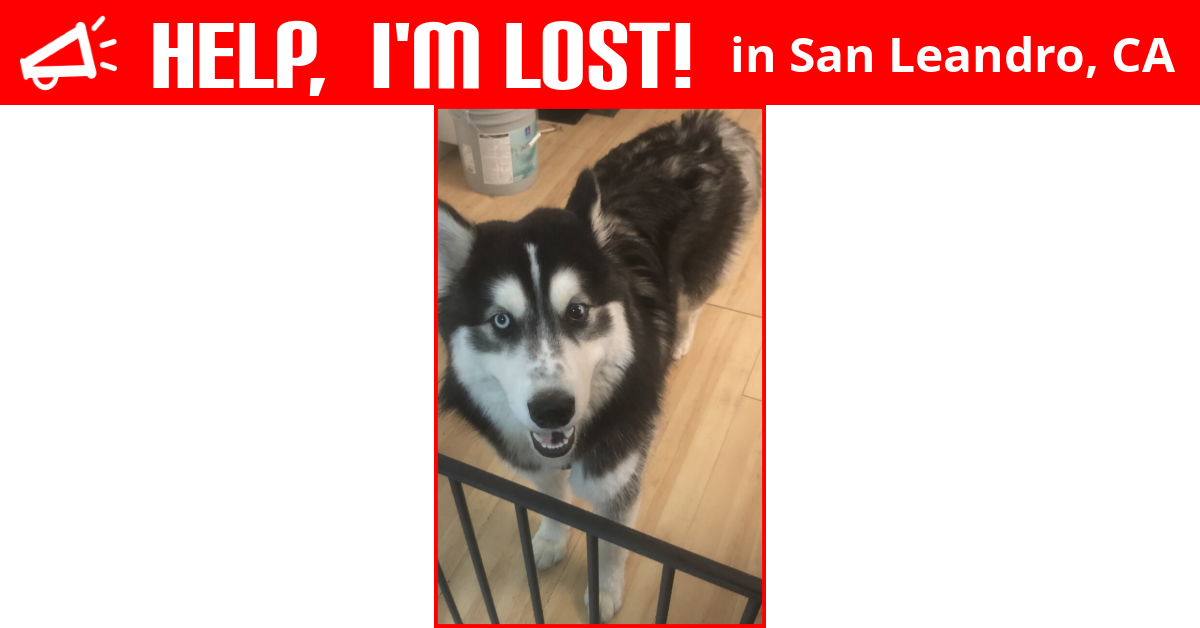 Lost Dog (San Leandro, California) - Cody Tolentino