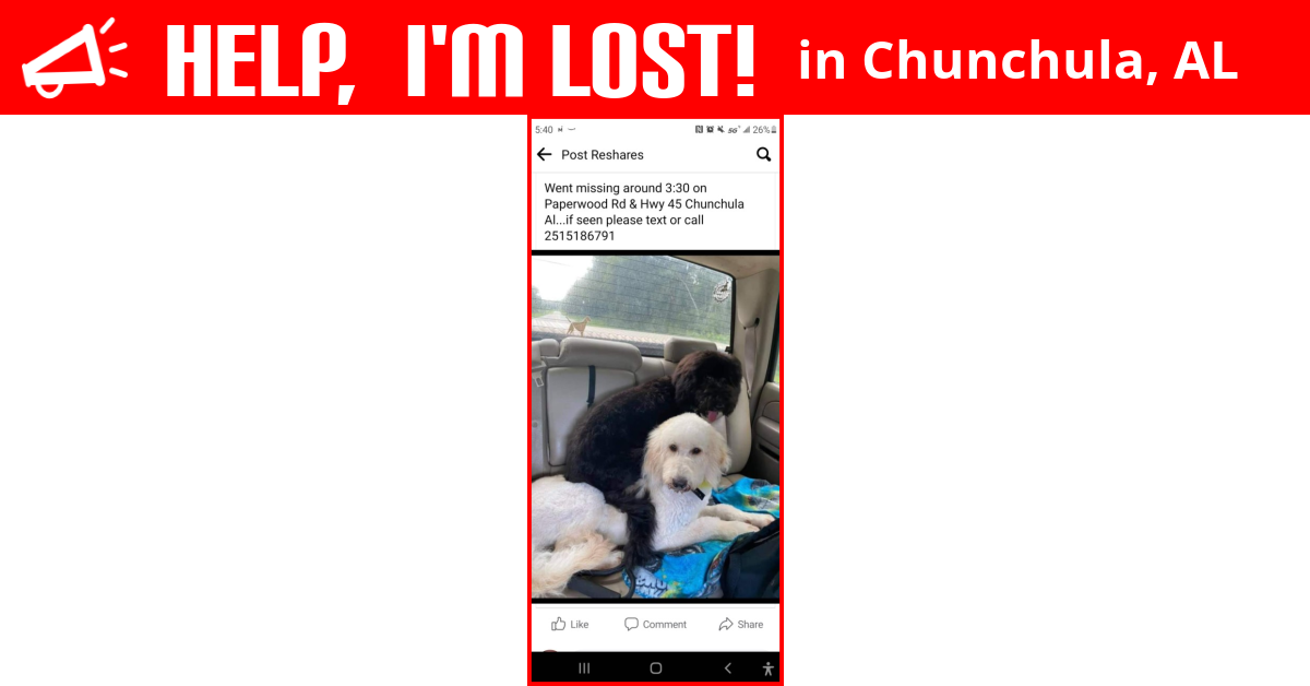 Lost Dog (Chunchula, Alabama) - Millie Murphee