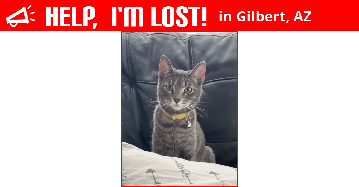 Lost Cat (Gilbert, Arizona) - Ellie