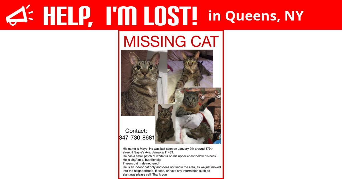 Lost Cat (Queens, New York) - Mayo