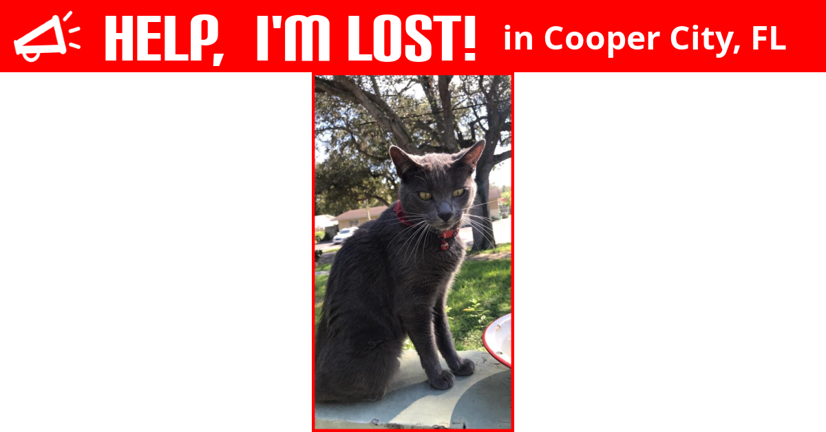 Lost Cat (Cooper City, Florida) - Handsome