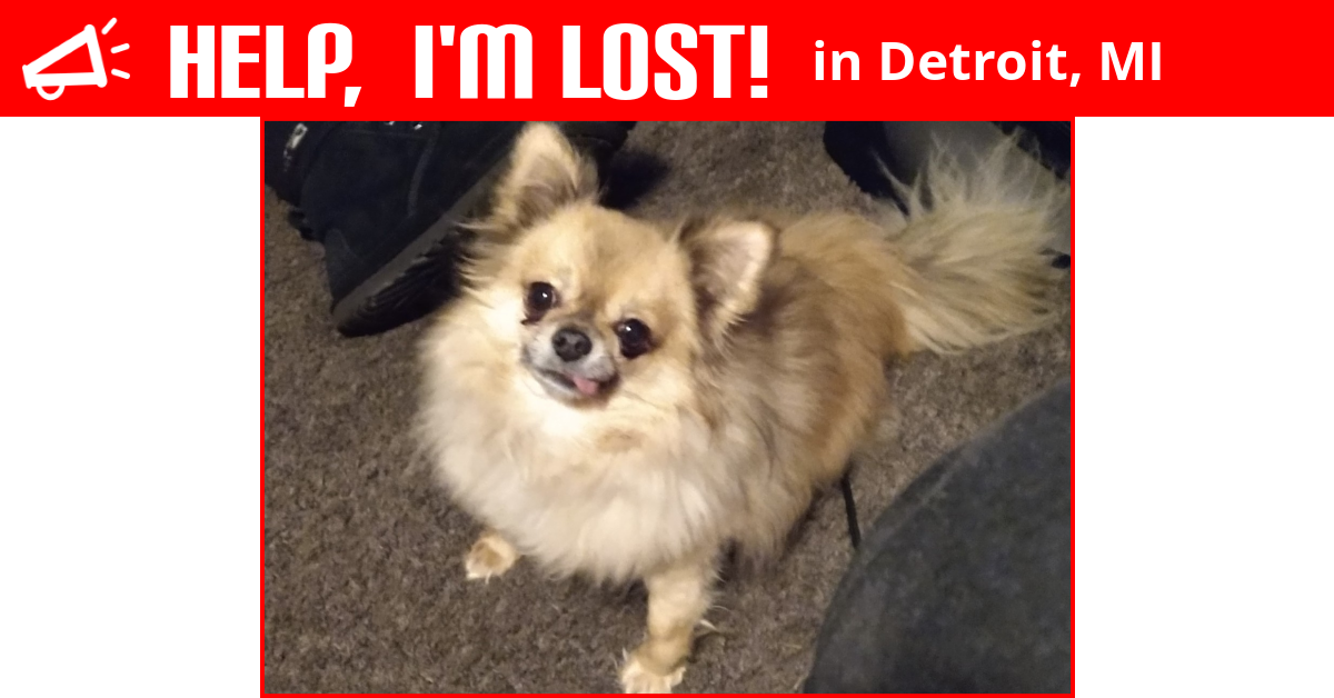 Lost Dog (Detroit, Michigan) - Pangie