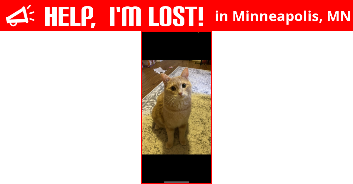 Lost Cat (Minneapolis, Minnesota) - Dublin