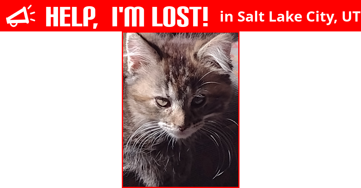 Lost Cat (Salt Lake City, Utah) - Beetlejuice