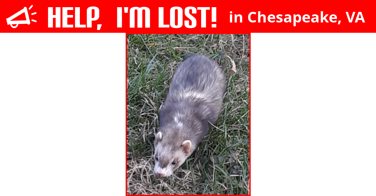 Lost Ferret (Chesapeake, Virginia) - Bendy