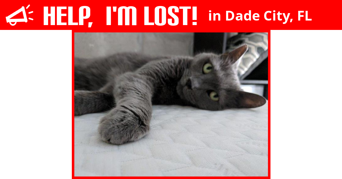 Lost Cat (Dade City, Florida) - Enki