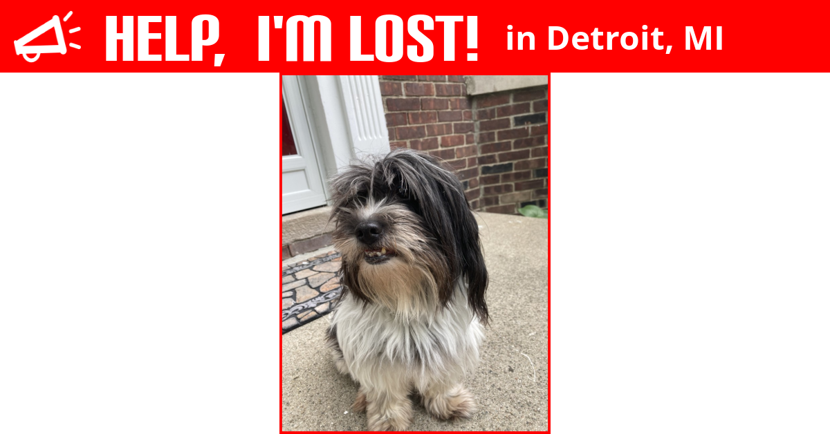 Lost Dog (Detroit, Michigan) - Pepper