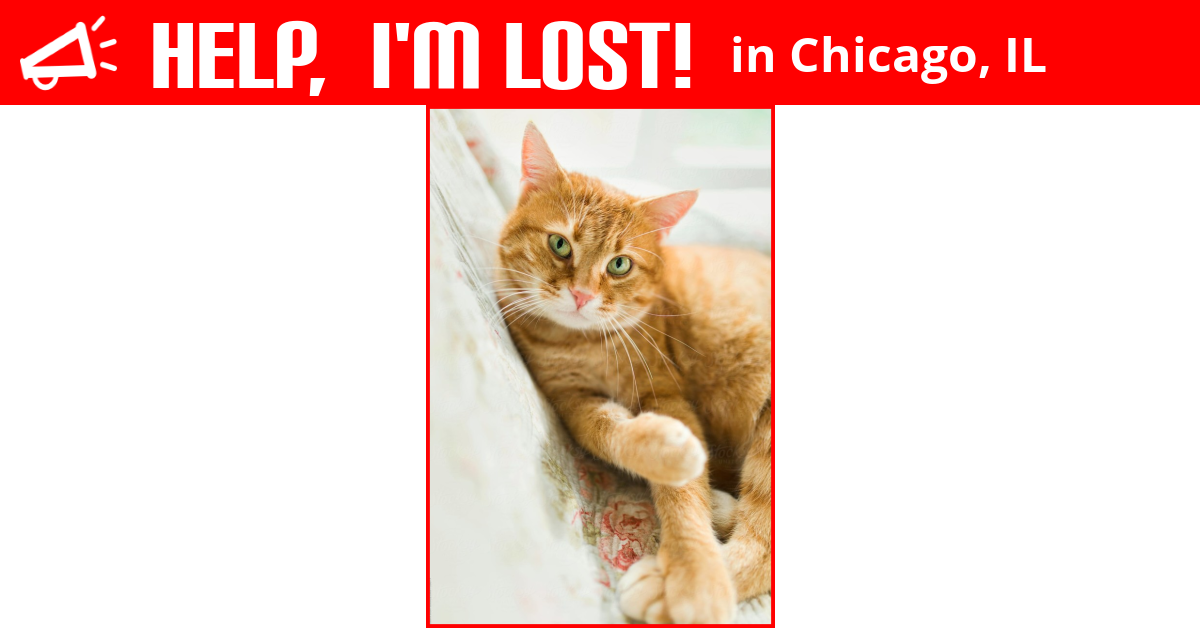 Lost Cat (Chicago, Illinois) - Simba