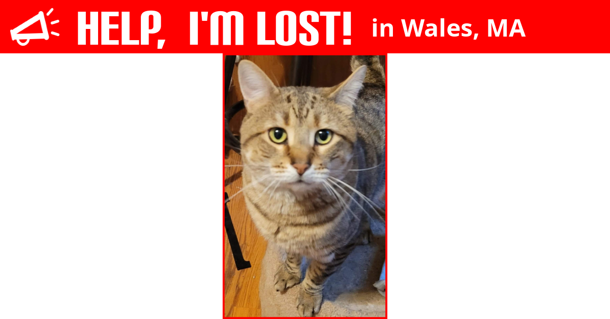 Lost Cat (Wales, Massachusetts) - Caleb Burgess
