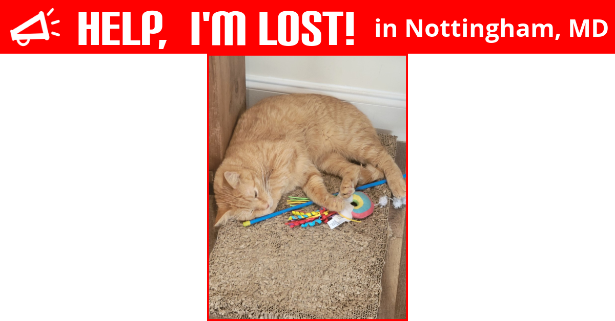 Lost Cat (Nottingham, Maryland) - Jesse James