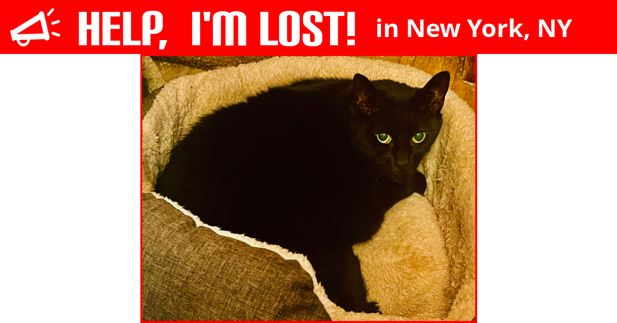 Lost Cat (New York, New York) - Shadow