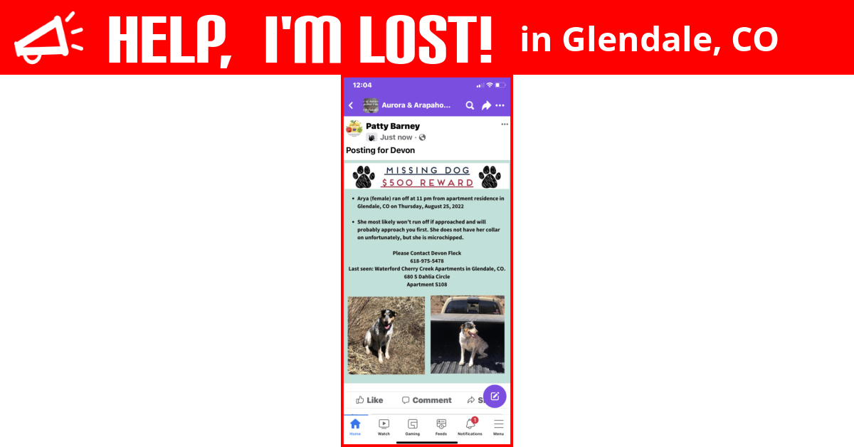 Lost Dog (Glendale, Colorado) - Arya
