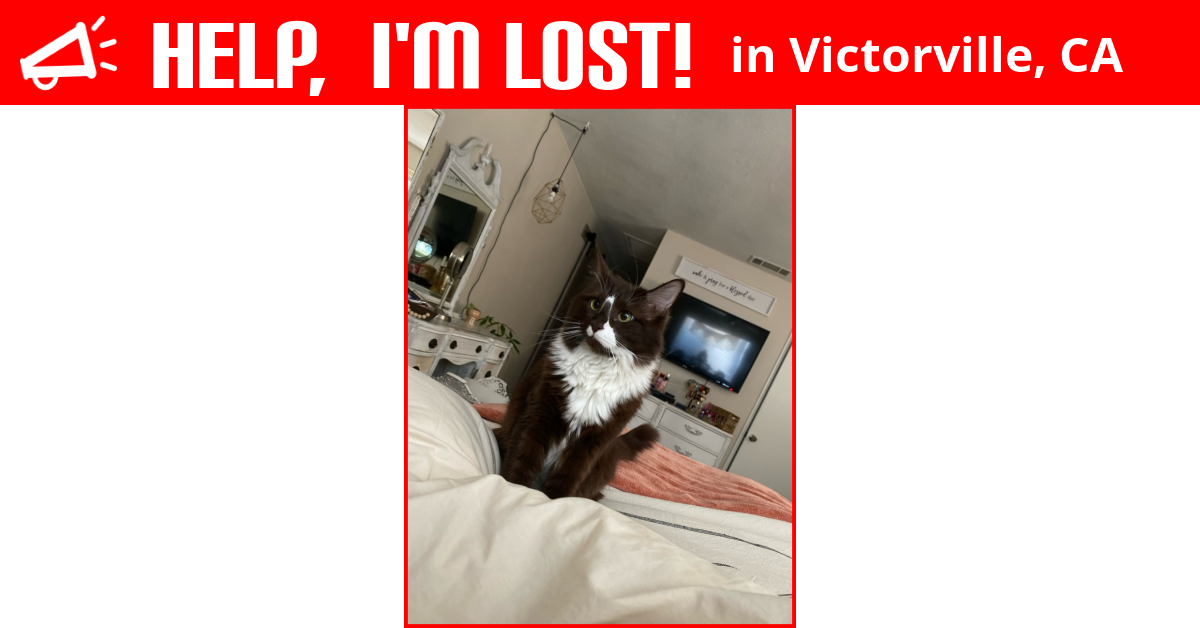 Lost Cat (Victorville, California) - Coco