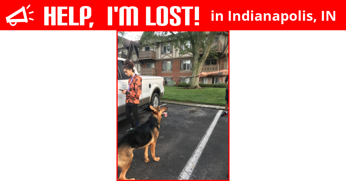 Lost Dog (Indianapolis, Indiana) - Athena