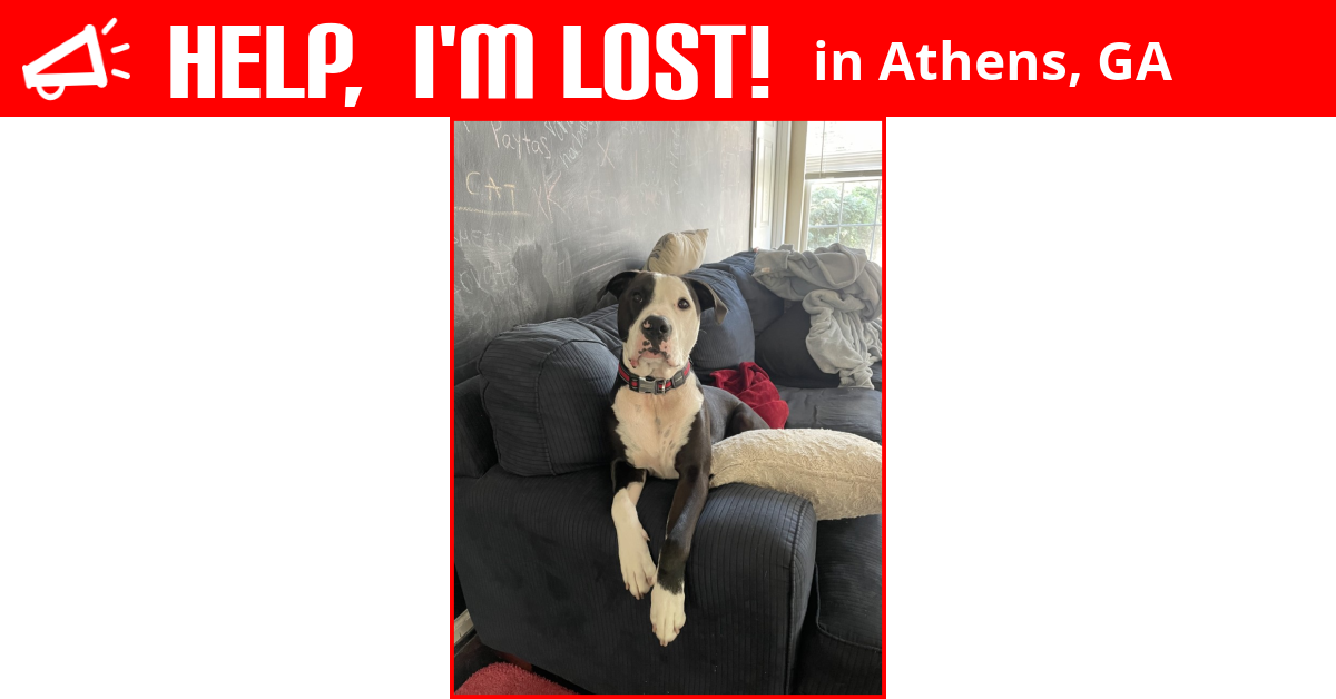 Lost Dog (Athens, Georgia) - Hendrix