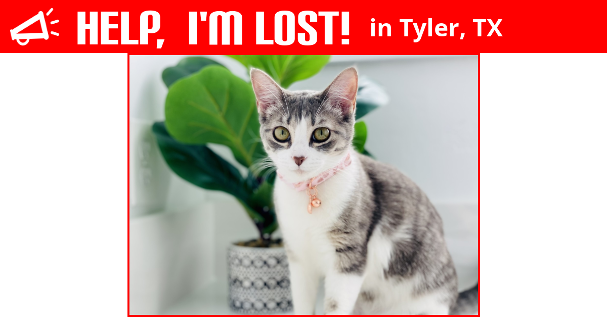 Lost Cat (Tyler, Texas) - Sylphrena Holiski