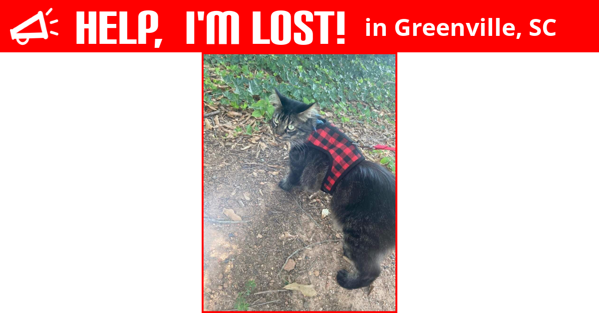 Lost Cat (Greenville, South Carolina) - Mocha