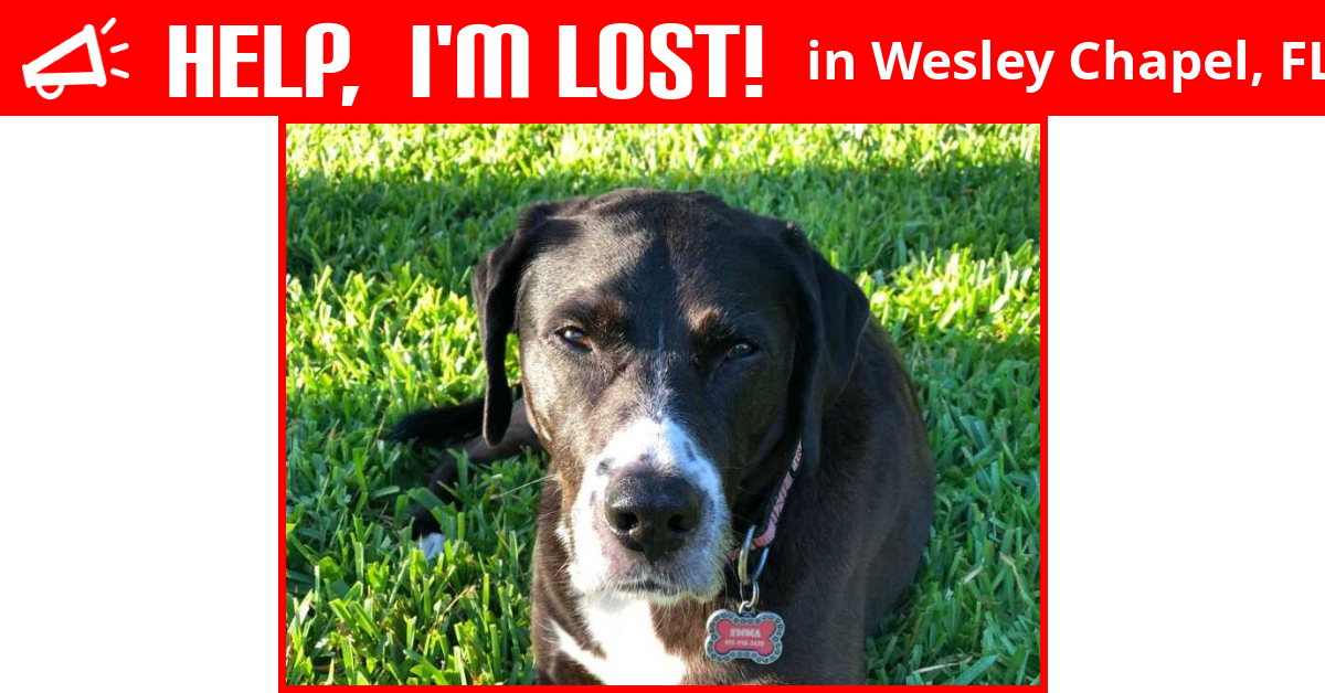 Lost Dog (Wesley Chapel, Florida) - Emma
