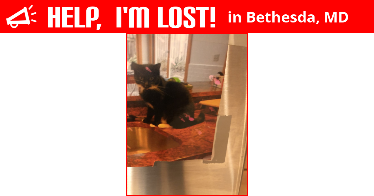 Lost Cat (Bethesda, Maryland) - Nipsy