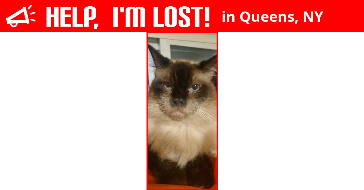 Lost Cat (Queens, New York) - Sukhi