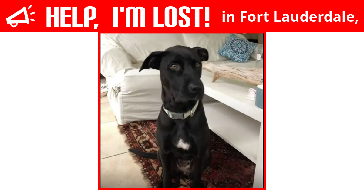 Lost Dog (Fort Lauderdale, Florida) - Phoebe