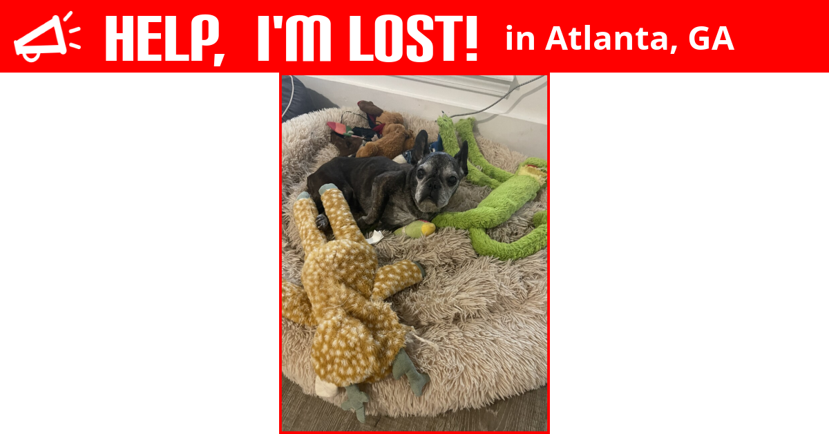 Lost Dog (Atlanta, Georgia) - Gigi Bader
