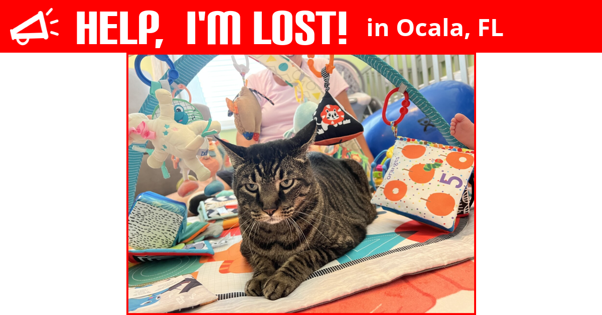 Lost Cat (Ocala, Florida) - Loki
