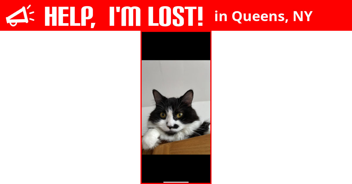 Lost Cat (Queens, New York) - Fluffy