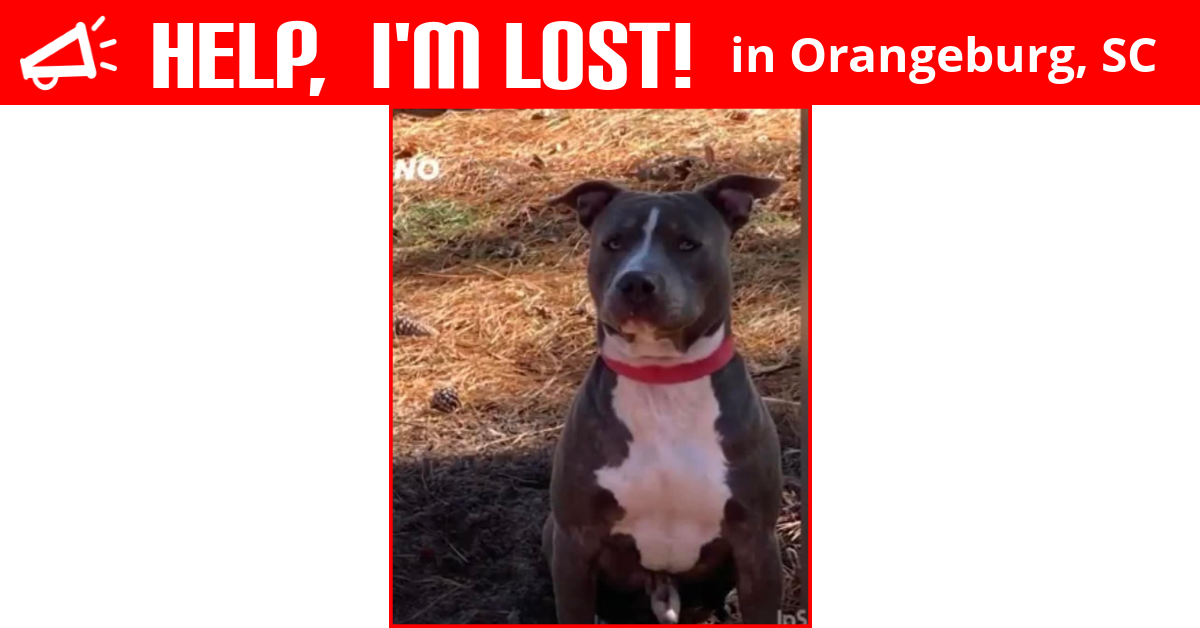 Lost Dog (Orangeburg, South Carolina) - Blu