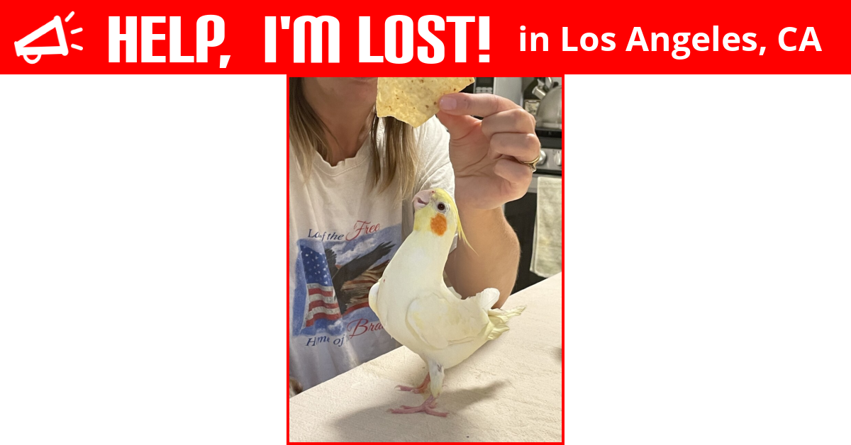Lost Bird (Los Angeles, California) - Pikachu