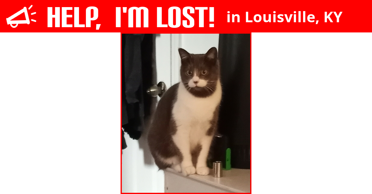 Lost Cat (Louisville, Kentucky) - Loki Fitzgerald