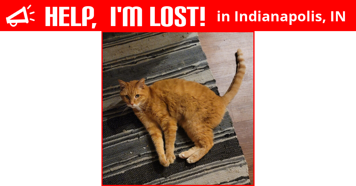 Lost Cat (Indianapolis, Indiana) - Ronan
