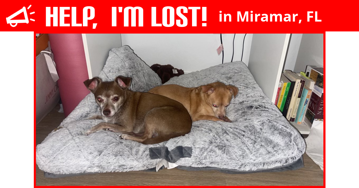 Lost Dog (Miramar, Florida) - Papa Louie